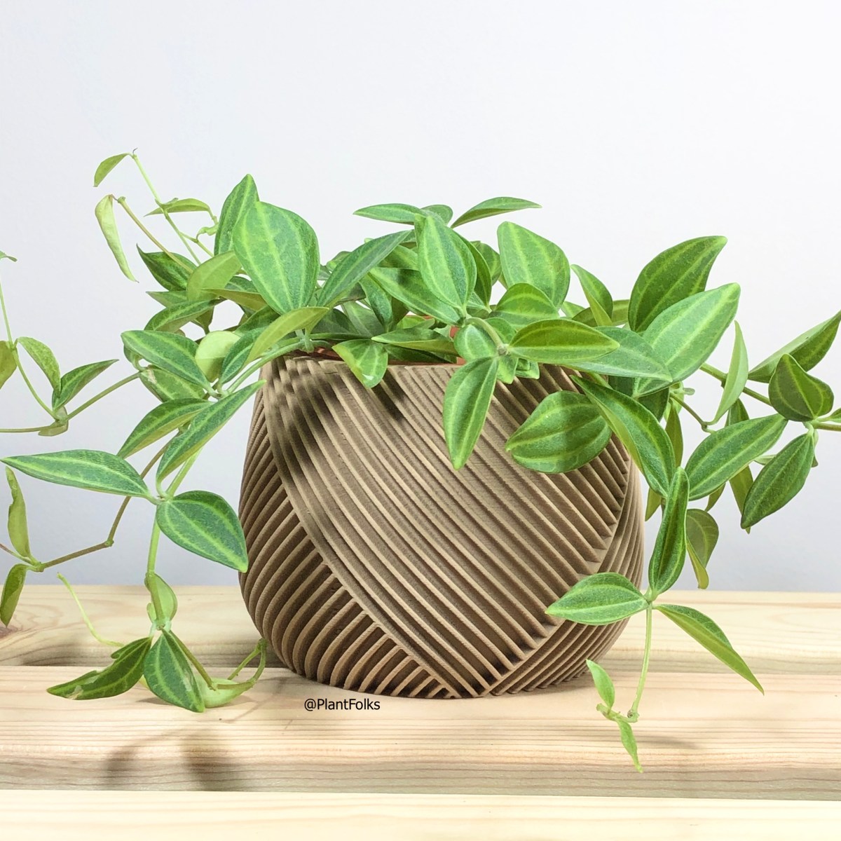 3D Planters: CANCUN - Plant Folks