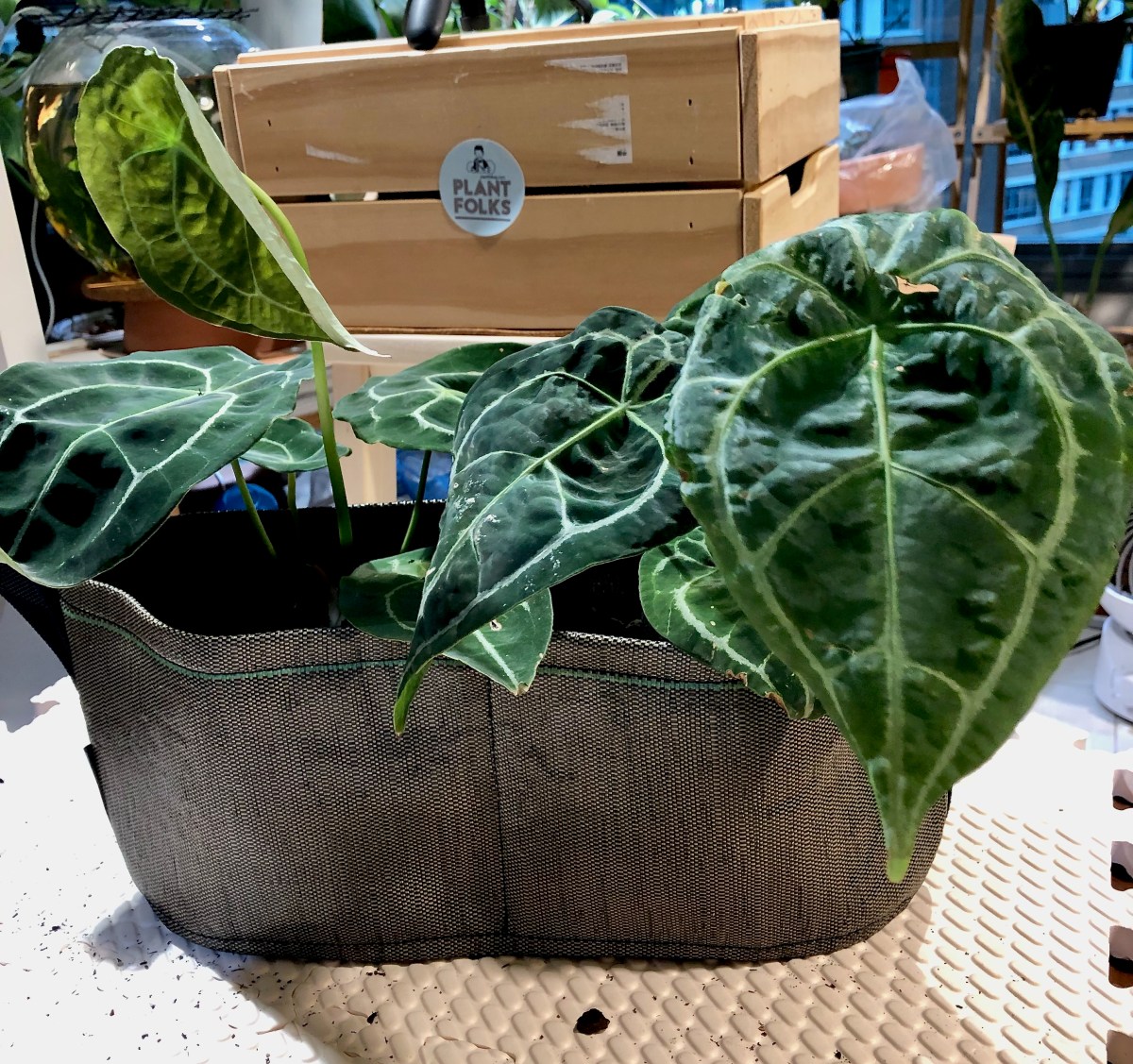 BACSAC® Small Window Box - Plant Folks