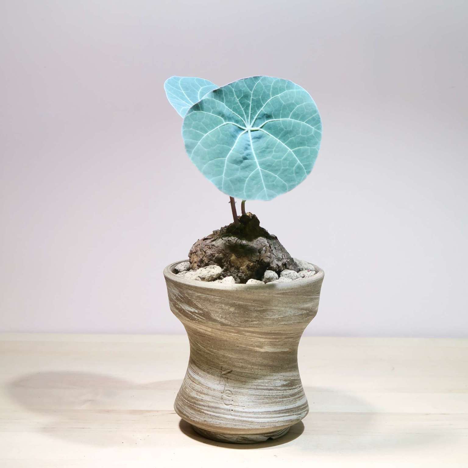 Stephania Kaweesakii Nova in Handcrafted Terracotta - Plant Folks