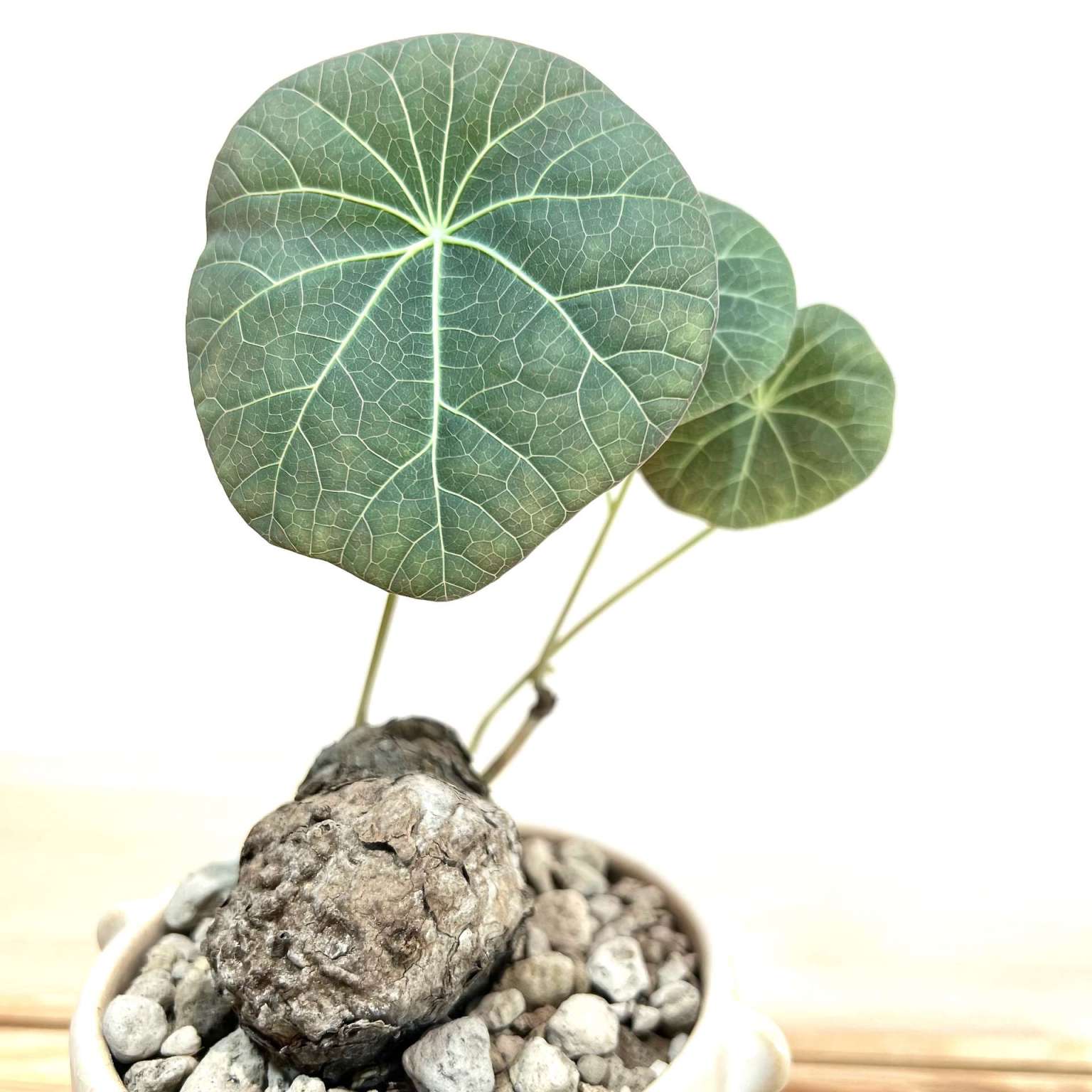Stephania Kaweesakii Nova in Artisan Planter - Plant Folks