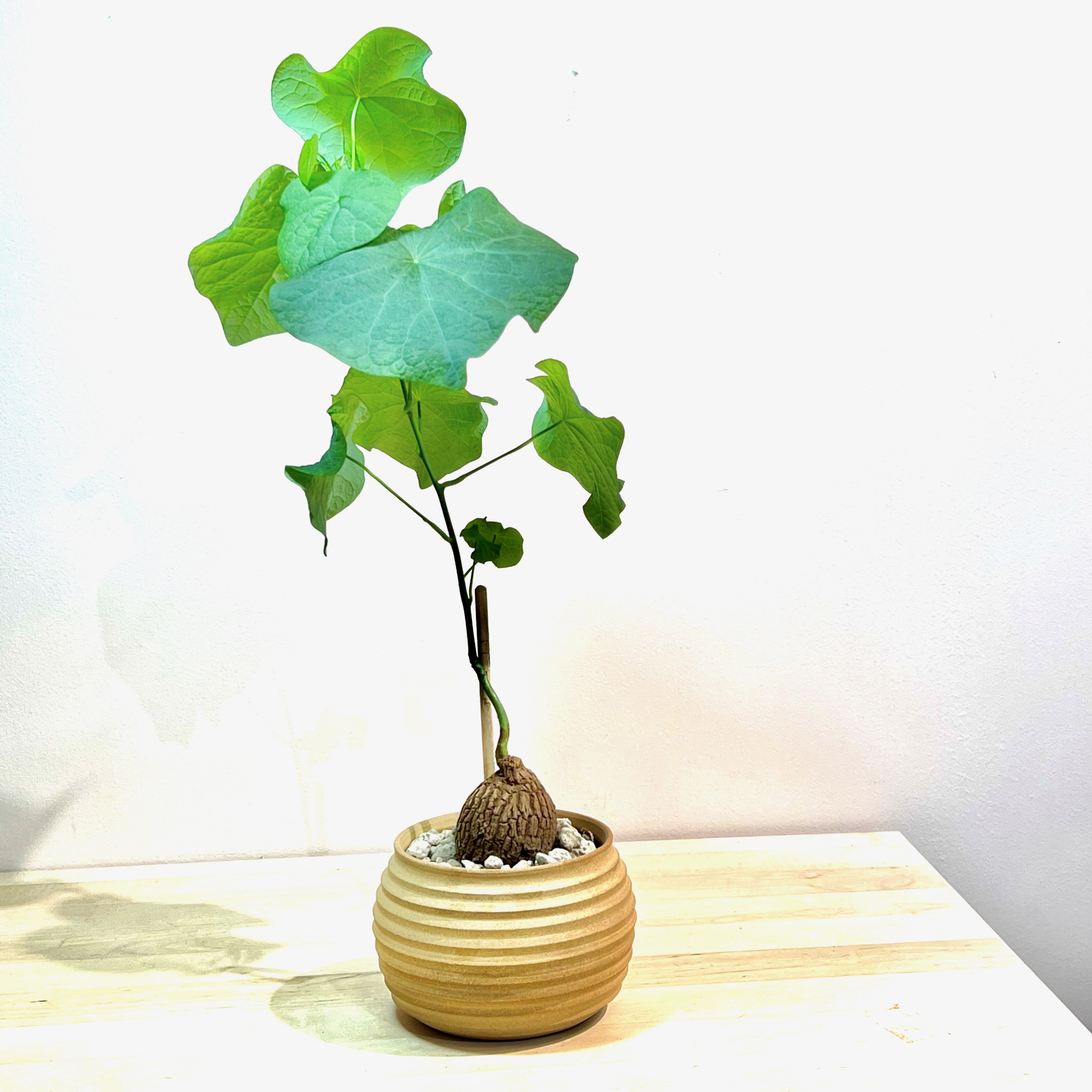 Stephania Kaweesakii Nova in Artisan Raw Planter - Plant Folks