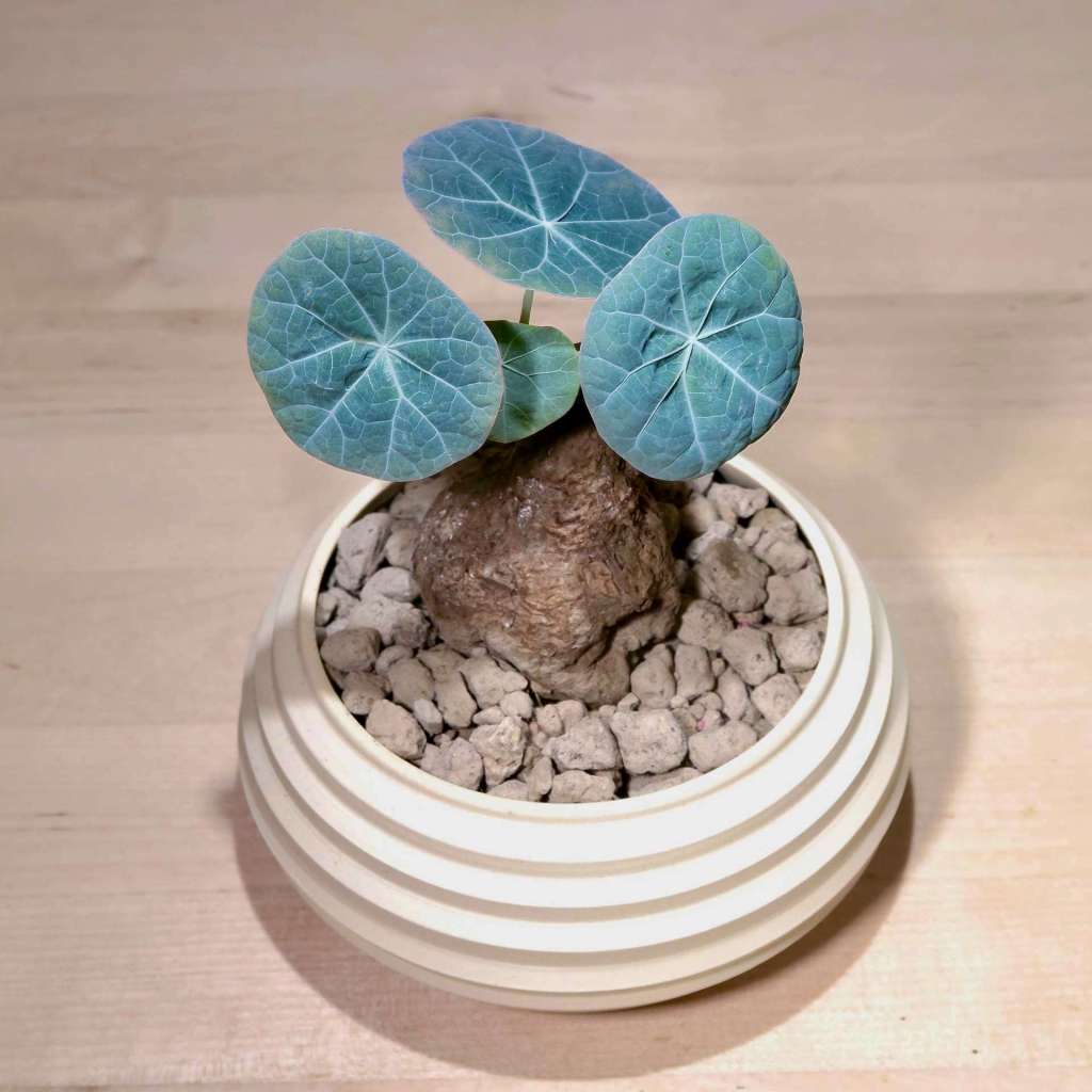 Stephania Kaweesakii Nova in Artisan Raw Planter - Plant Folks