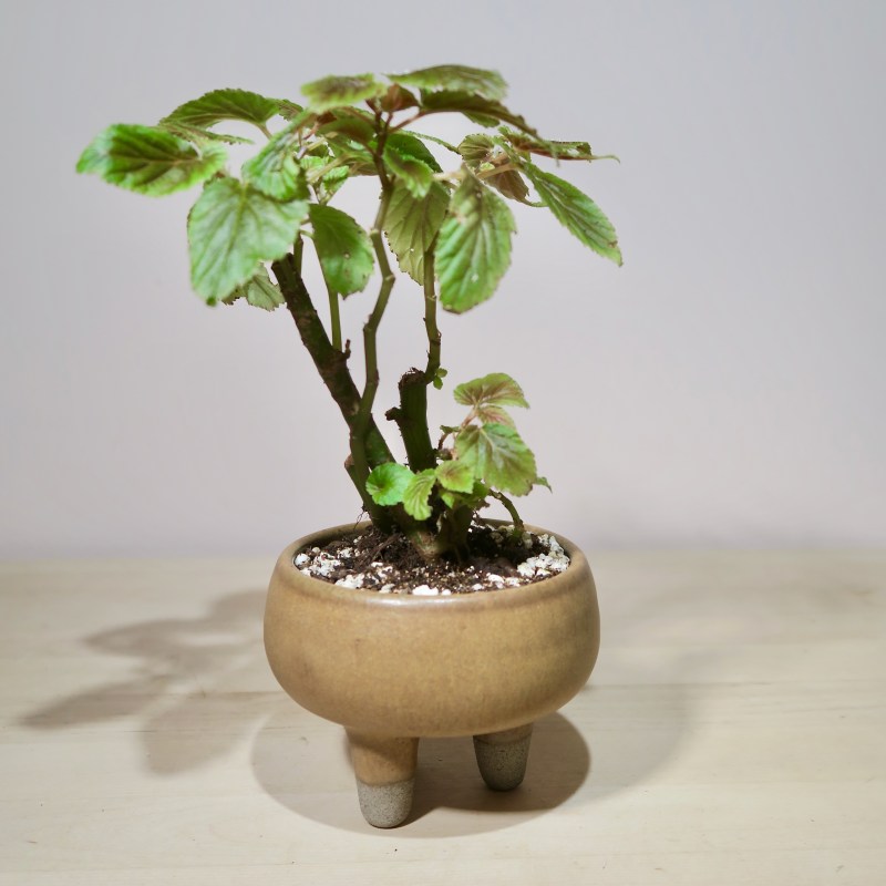Begonia u402 in Artisan 3-legged Planter - Plant Folks
