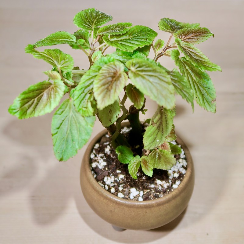 Begonia u402 in Artisan 3-legged Planter - Plant Folks