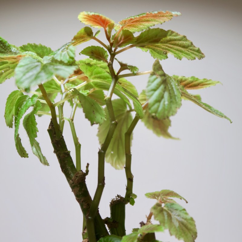 Begonia u402 in Artisan 3-legged Planter - Plant Folks