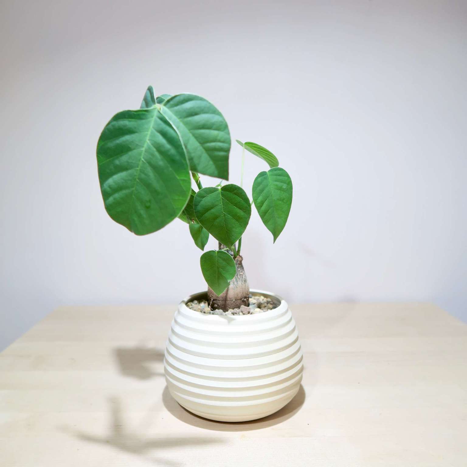 Pseudobombax Ellipticum in Raw Artisan Planter - Plant Folks