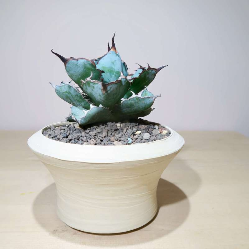 Agave Titanota 'blue ball' in handcrafted artisan pot - Plant Folks