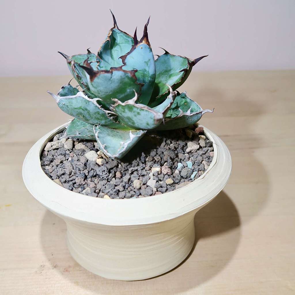 Agave Titanota 'blue ball' in handcrafted artisan pot - Plant Folks