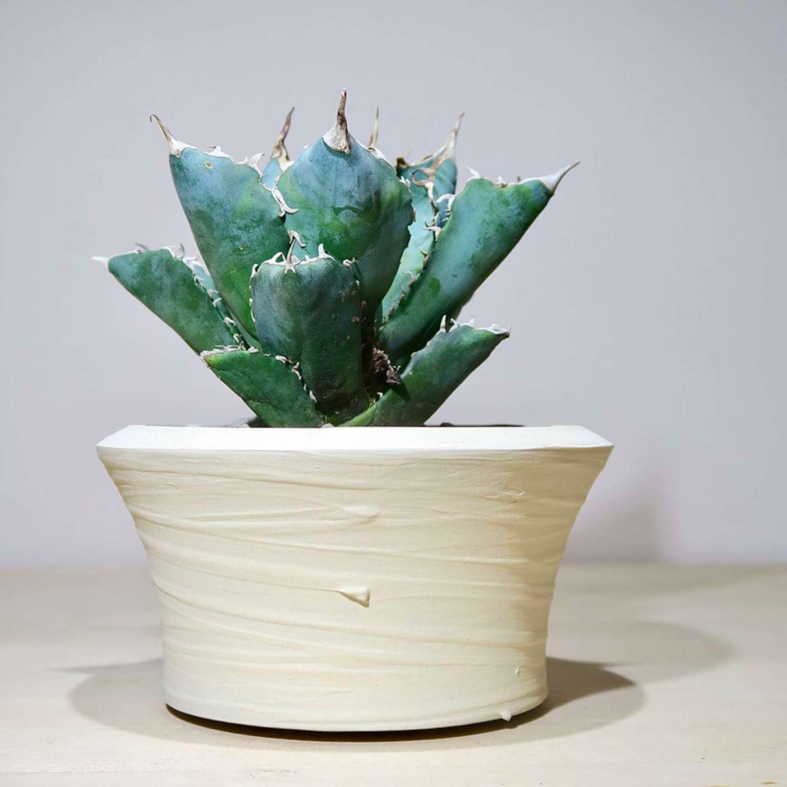Agave Titanota 'blue whale' in handcrafted artisan pot - Plant Folks