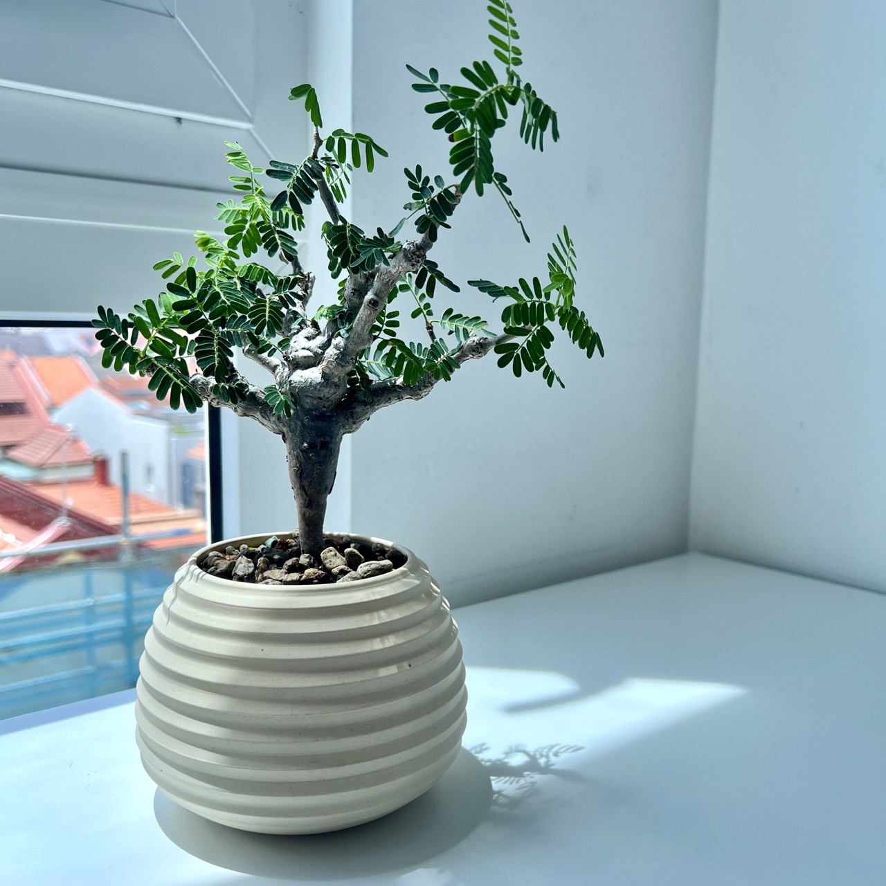 Senna Meridionalis in Raw Artisan Planter - Plant Folks