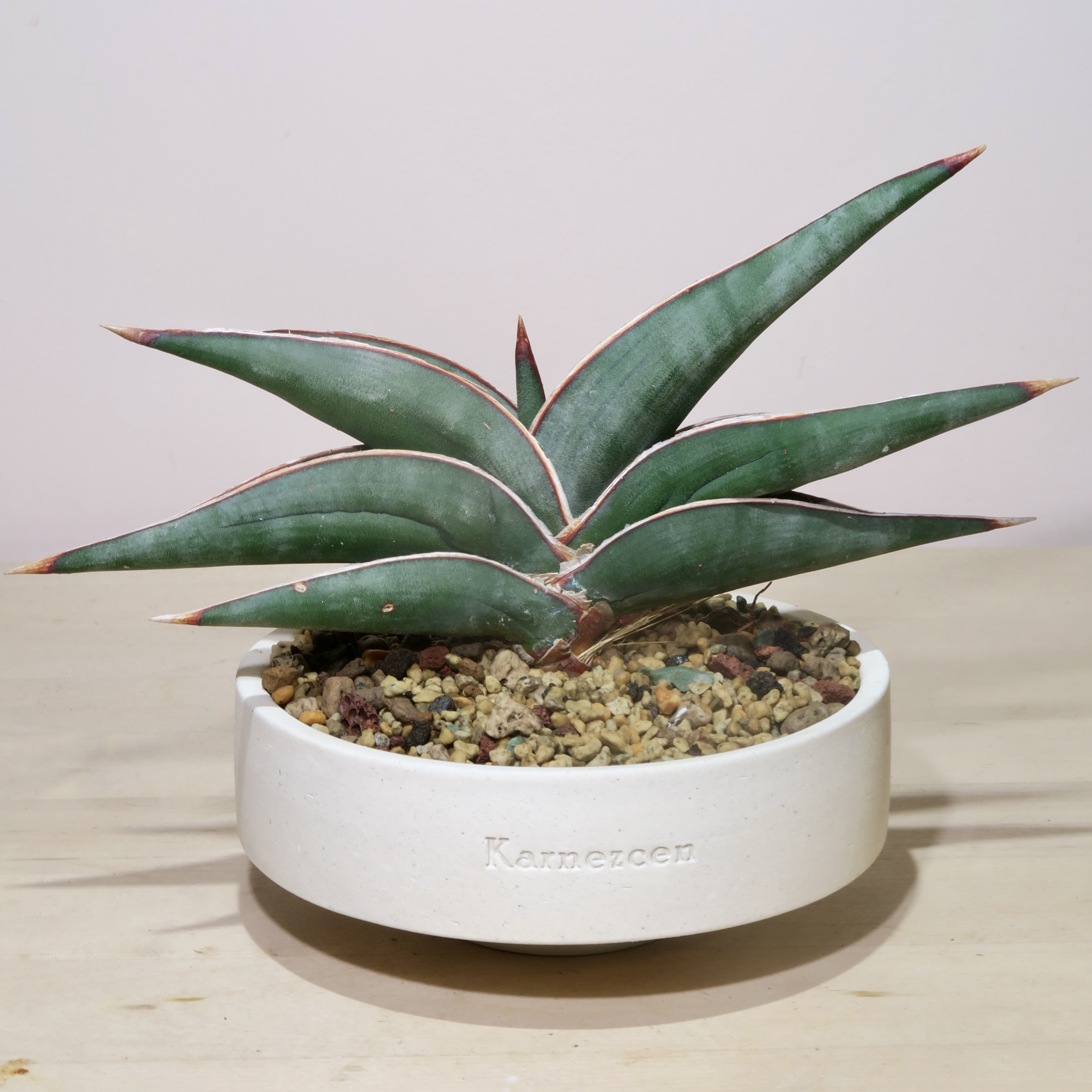 Sansevieria Rorida in artisan pot - Plant Folks
